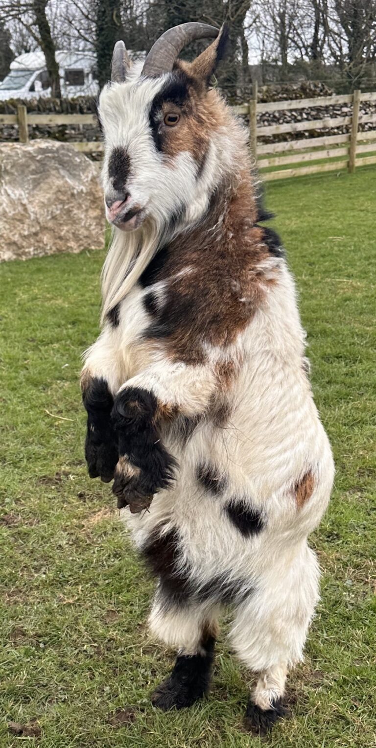 Animal Experiences – Pomeroy Farm Park