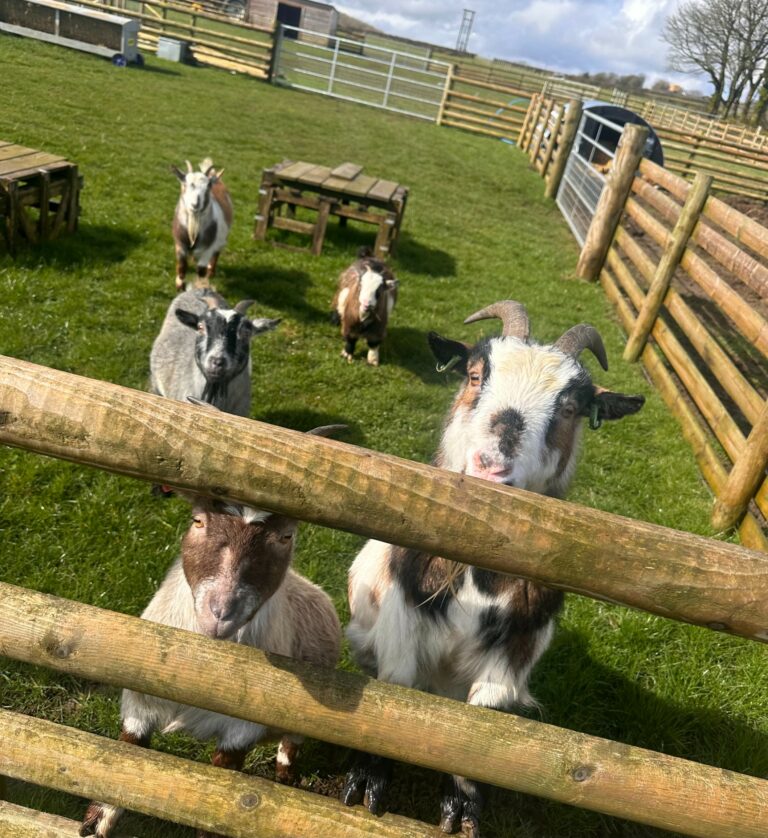 Camping – Pomeroy Farm Park